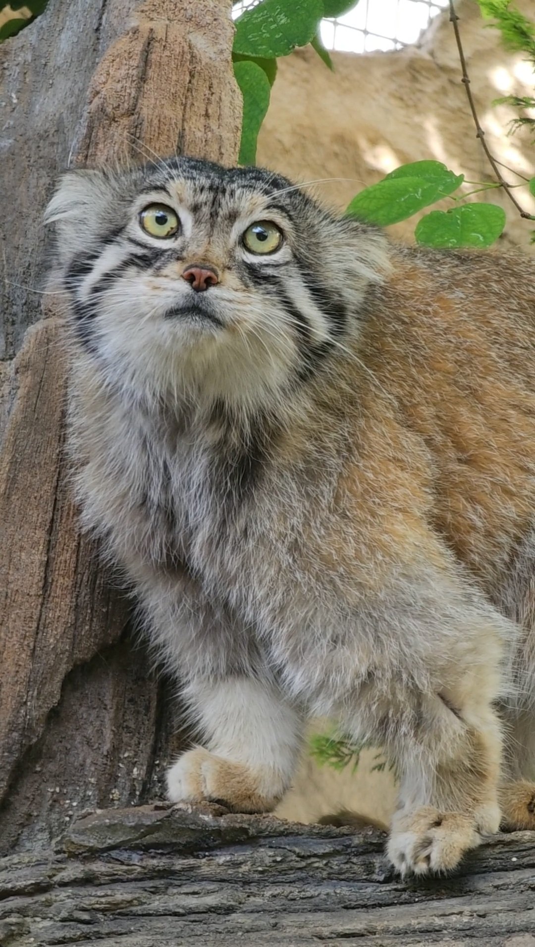 テン on Twitter: "レフくん 📱2023.07.03(月) #マヌルネコ #レフ♂ #マヌルネコのうた #manul #pallascat #pallasscat #那須どうぶつ ...