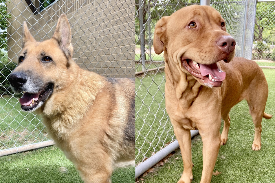 Yellow Lab German Shepherd Pitbull Mix
