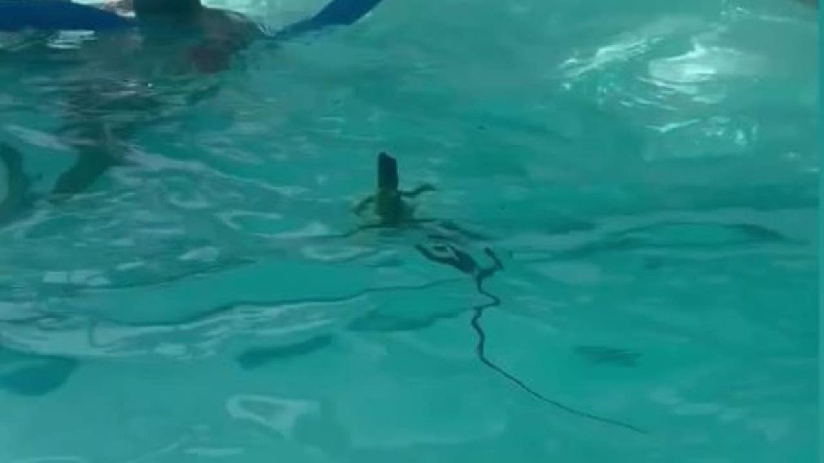 FOX 2 Detroit on Twitter: "Florida man's hilarious reaction to poolside iguana sneaking up on ...
