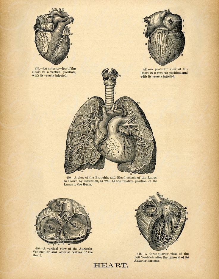 How to protect your heart 101 Standard disclaimer that this does not ...