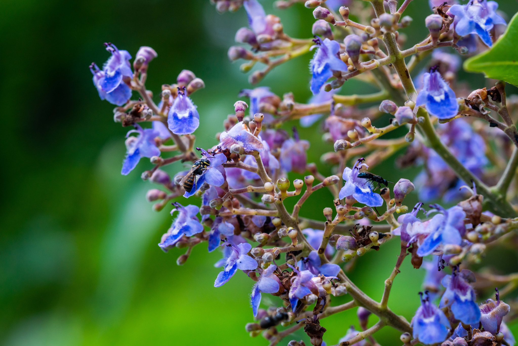 Masungi Georeserve on Twitter: "LOOK: The Molave tree (𝘝𝘪𝘵𝘦𝘹 𝘱𝘢𝘳𝘷𝘪𝘧𝘭𝘰𝘳𝘢), a karst specialist ...