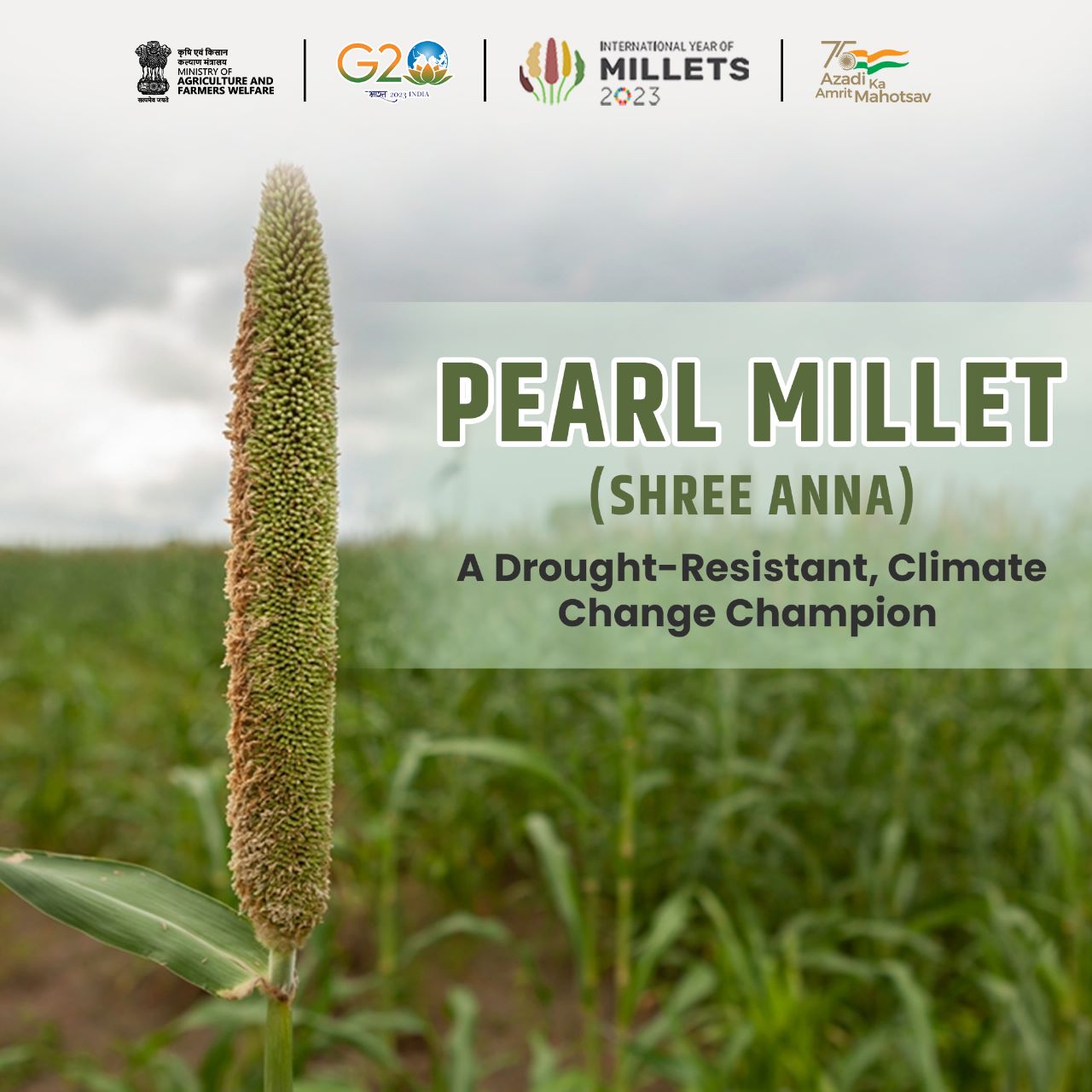 Pearl Millet Plant Diagram