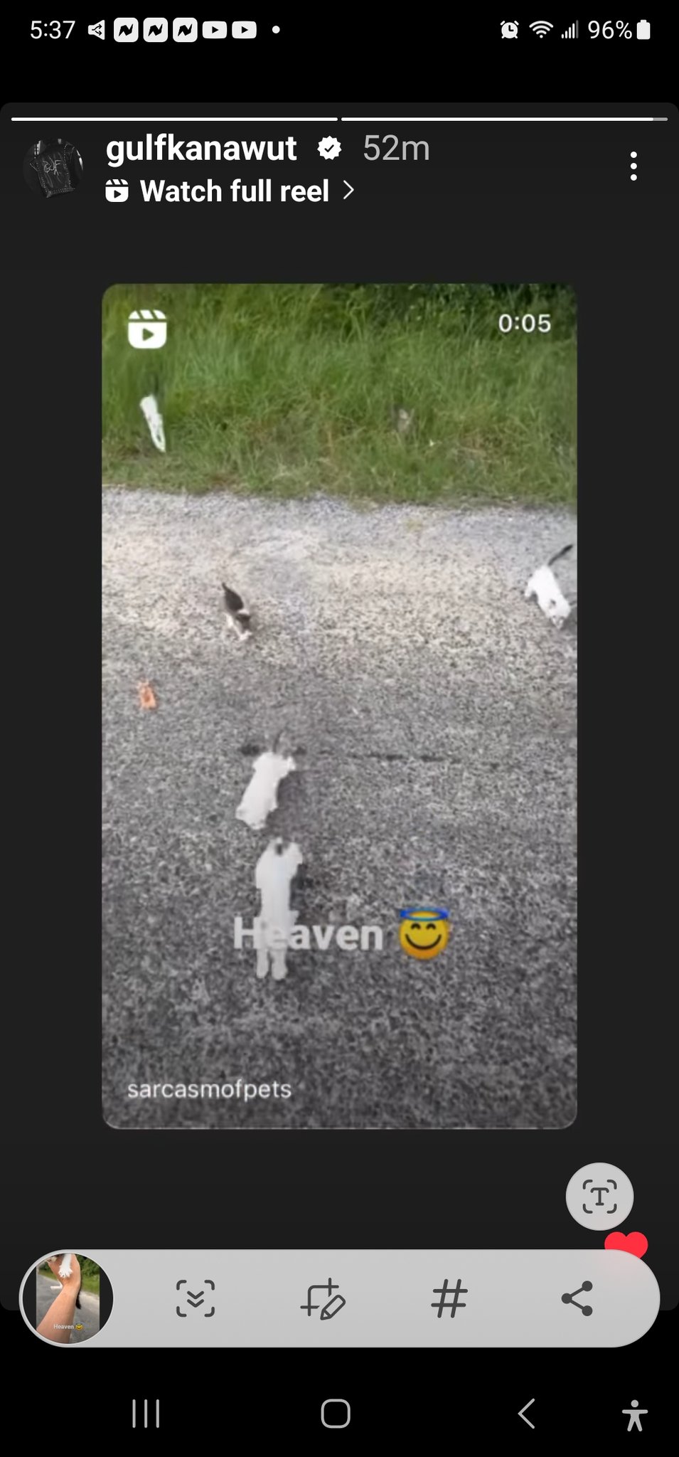 Doris Stackhouse💚🌻⚽️⚘️🫶🌈 on Twitter: "😂😂 I love the fact that Gulf labeled this video Heaven 😇 ...