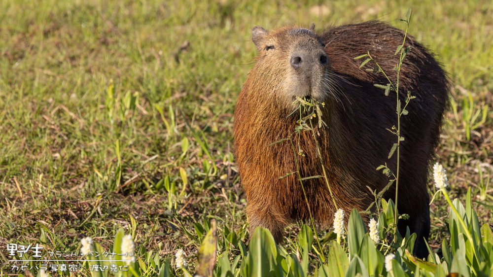 カピバラ写真家〇渡辺克仁 on Twitter: "おはようございます。 #カピバラ #水豚 #capybara #おはよう #野生のカピバラ https://t.co/jPR2pEwpb3 ...
