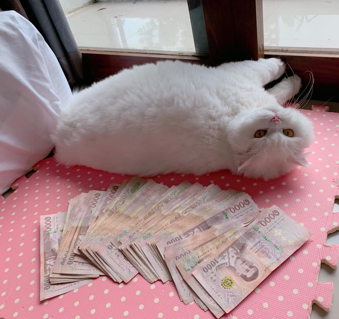 Cat Rolling In Money