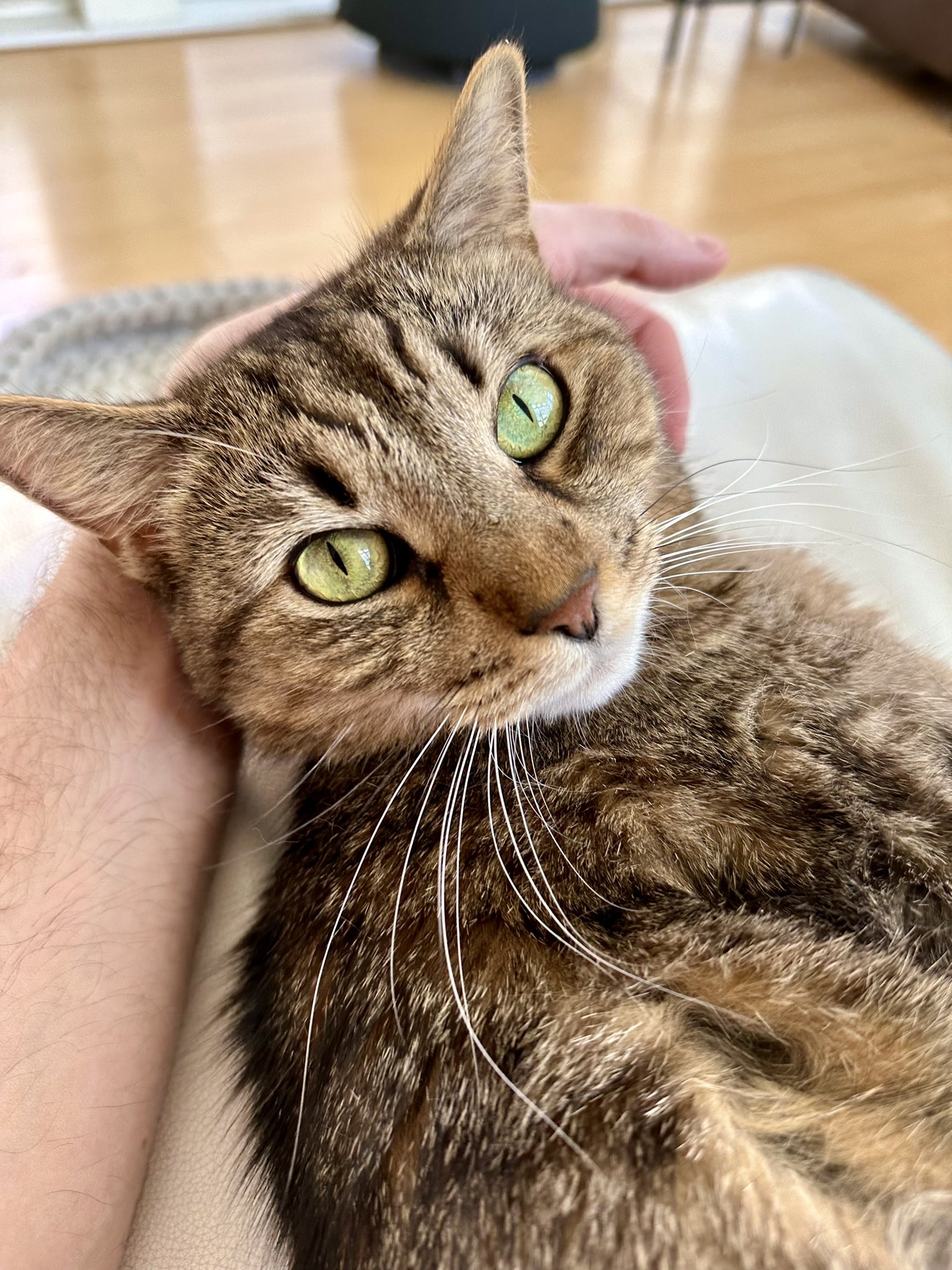 Nate Mook on Twitter: "Feeling for all pets tonight 🥺 This is Jinx before the fireworks started ...