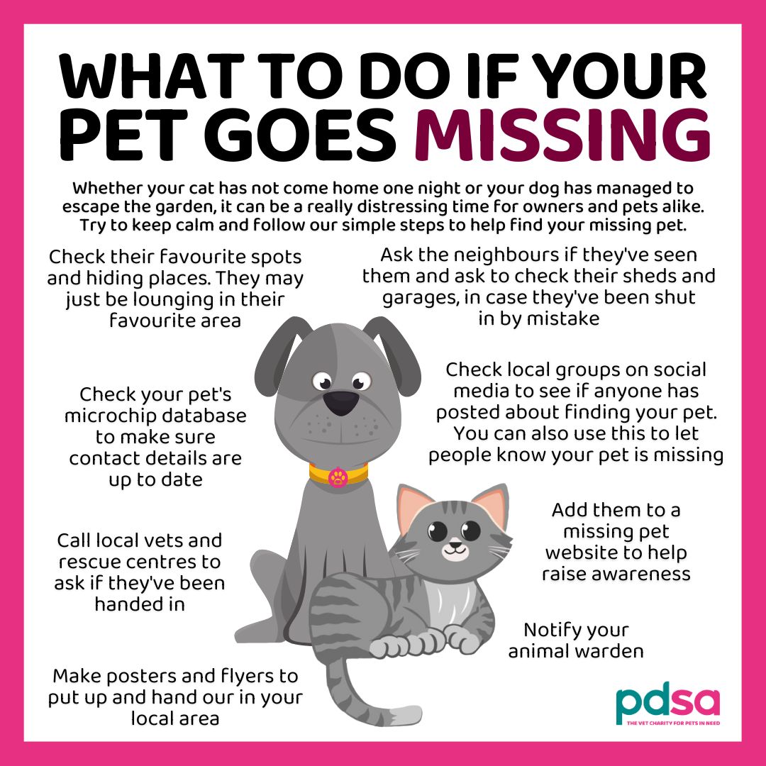 What Do You Do If Your Dog Goes Missing At Night
