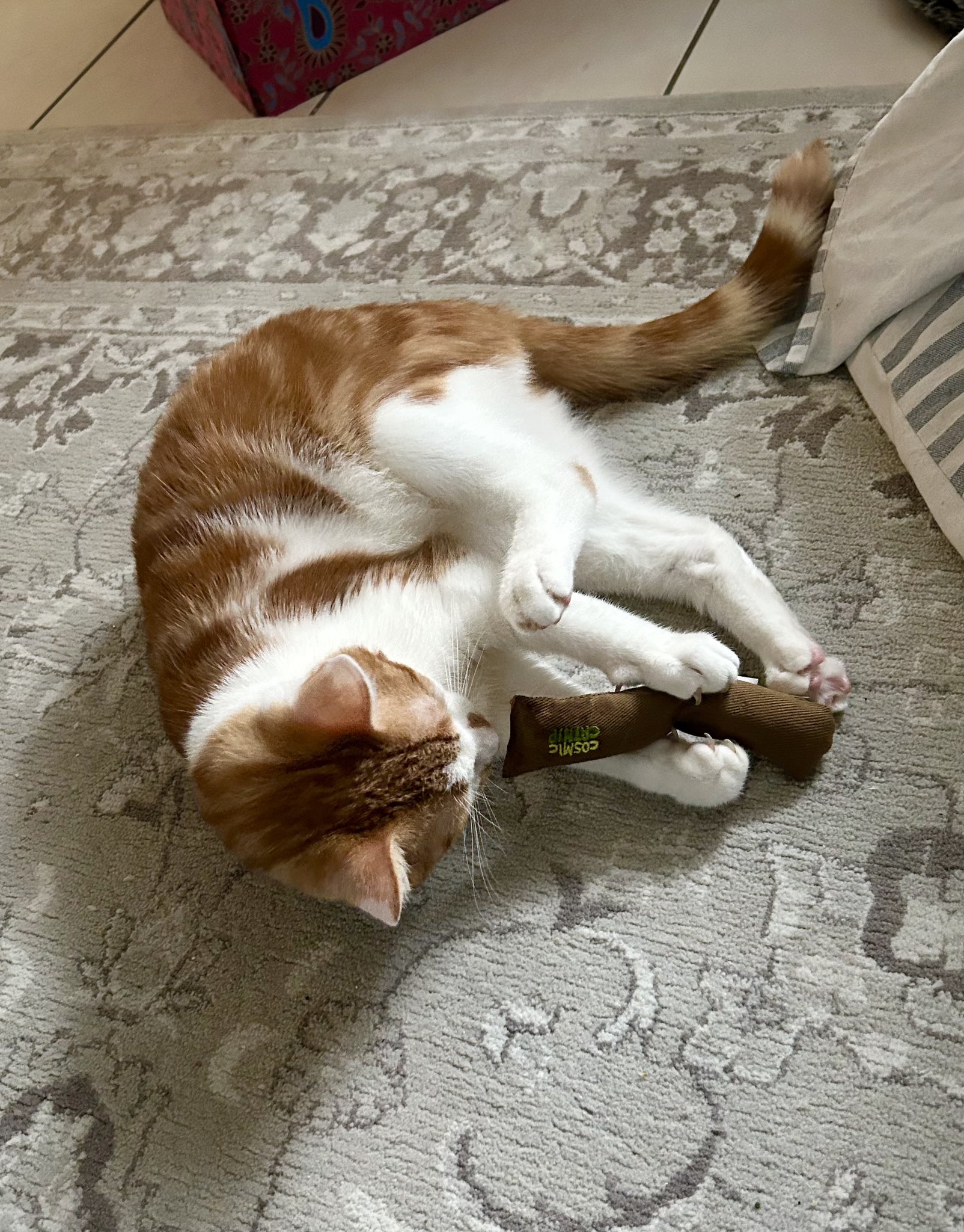 Paula on Twitter: "Catnip: A Cautionary Tale, by Henry. https://t.co/VqxDXYHDjz" / Twitter