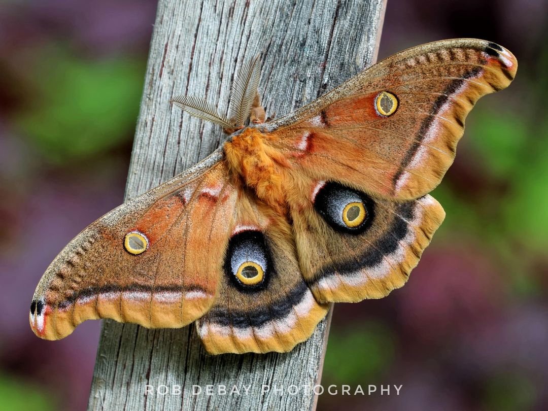 David W Pippy on Twitter: "Good morning! This is a Polyphemus moth photographed in Brookfield ...
