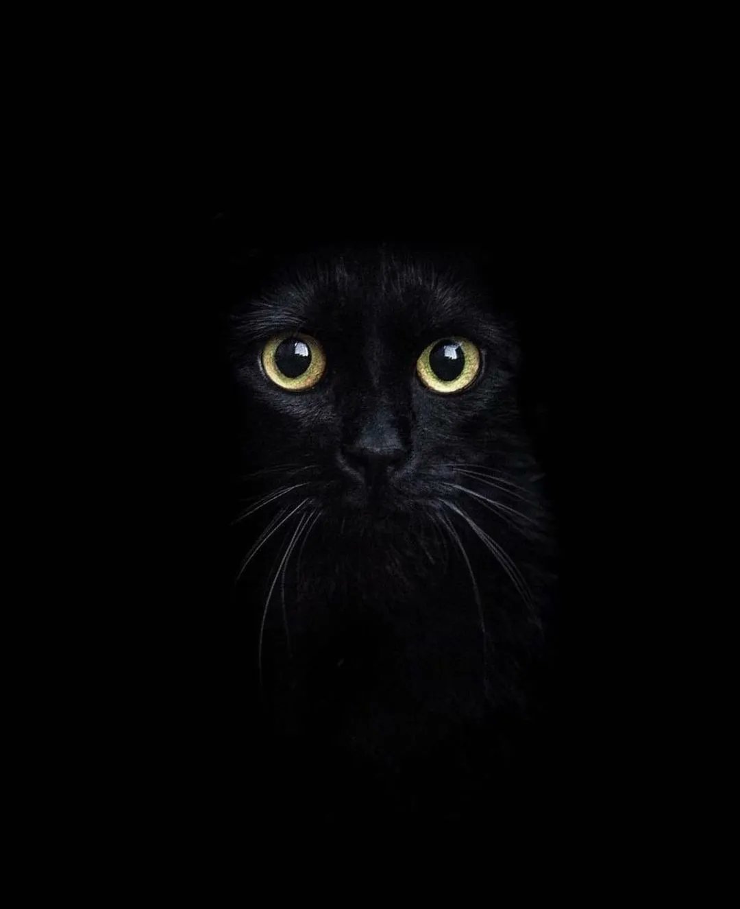 Black Cat Yellow Eyes Wallpaper