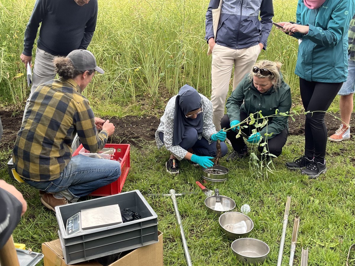 Leguminose - Sustainable agriculture through legume-cereal intercropping - Leguminose