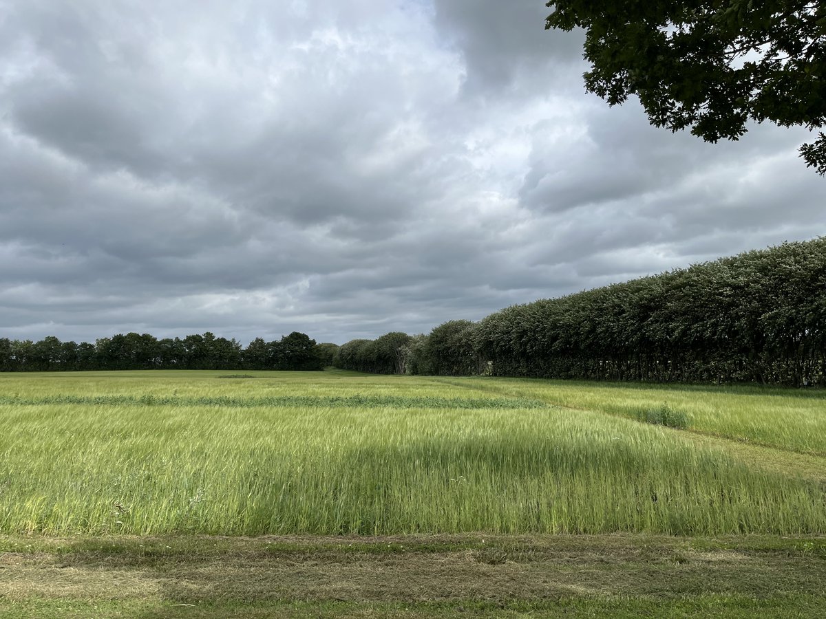 Leguminose - Sustainable agriculture through legume-cereal ...