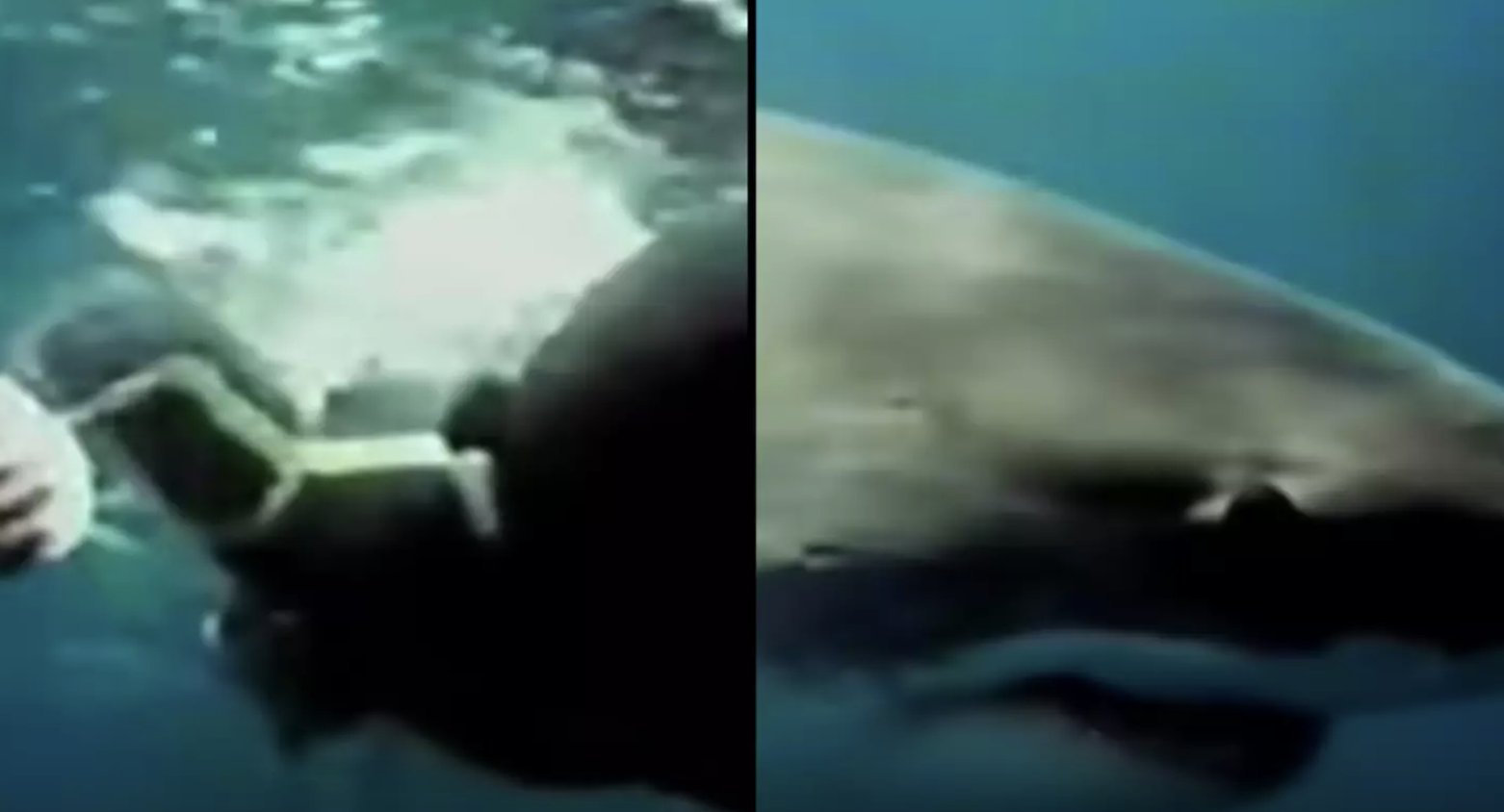 Great White Sharks Eating People Alive