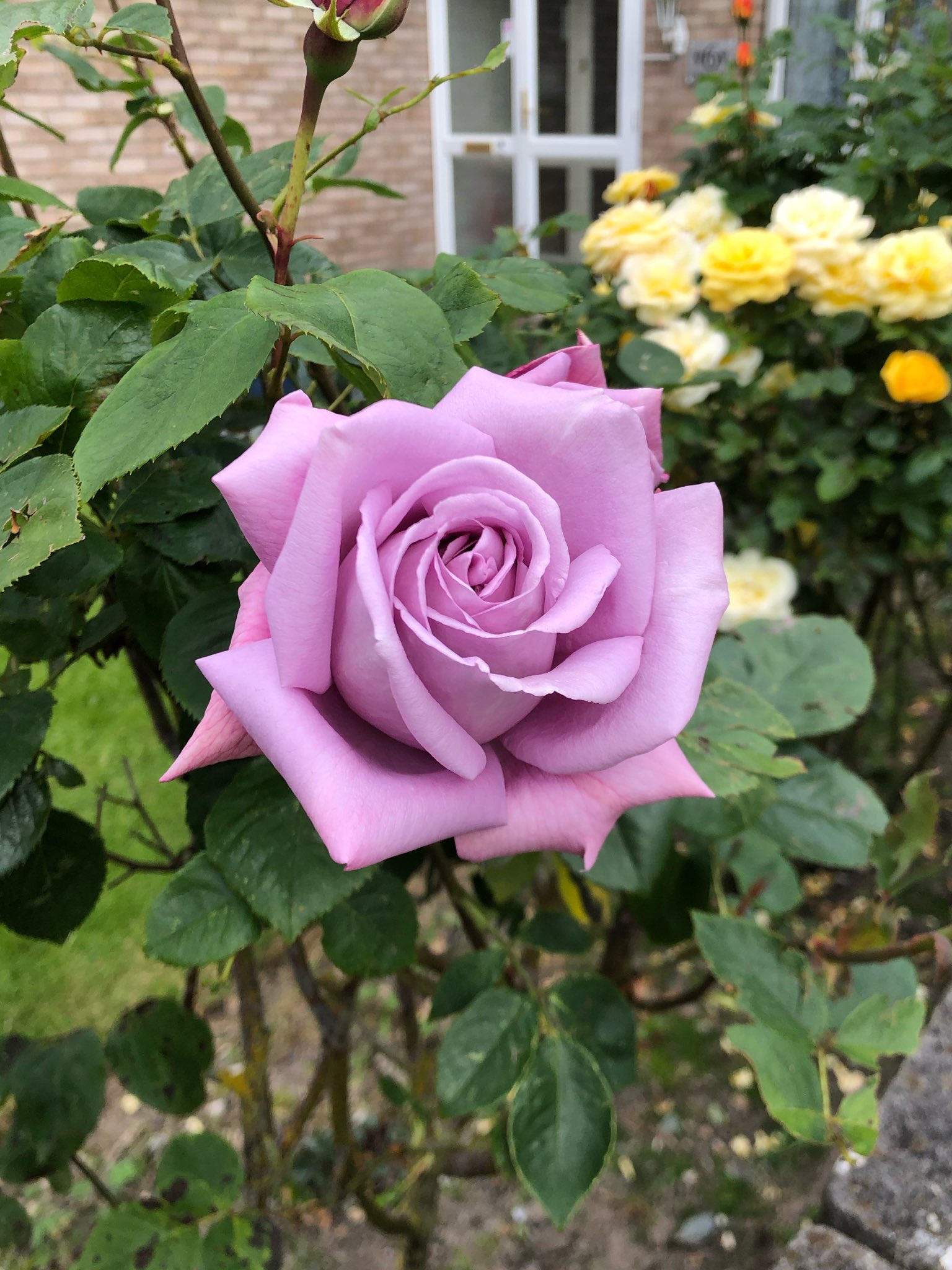 Pink Enchantment Rosa