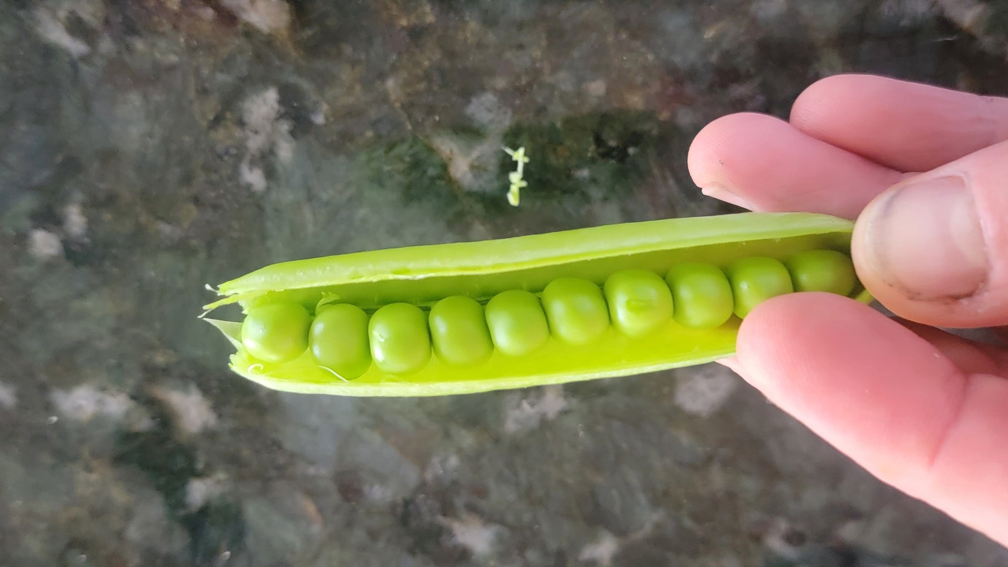 Collinear In Real Life