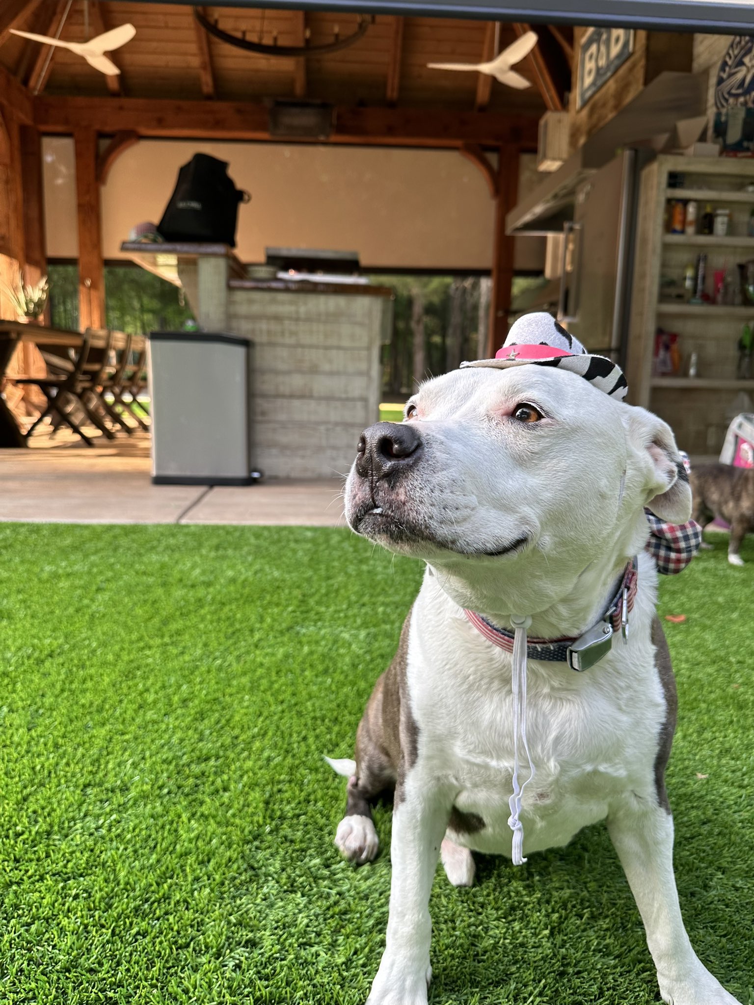 Miranda Lambert on Twitter: "💕🥹 @MuttNation #loveharder https://t.co/cRyJowHUV9" / Twitter