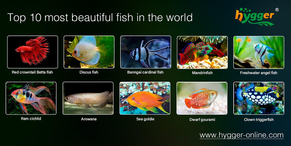 10 Most Beautiful Fishes Top 10 Most Beautiful Fish In The World