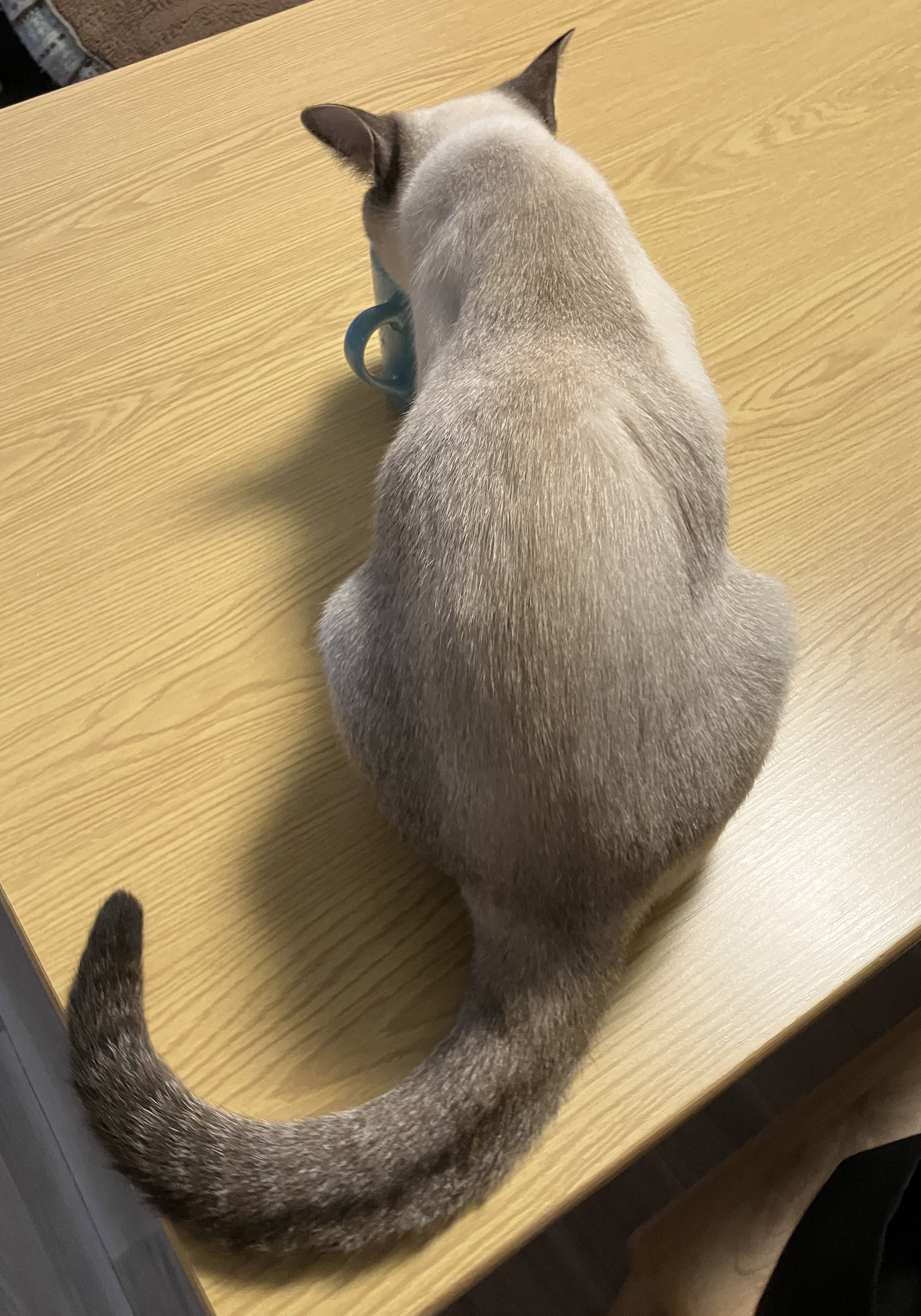 昼休みのねこ (@_roro_cat_) / Twitter