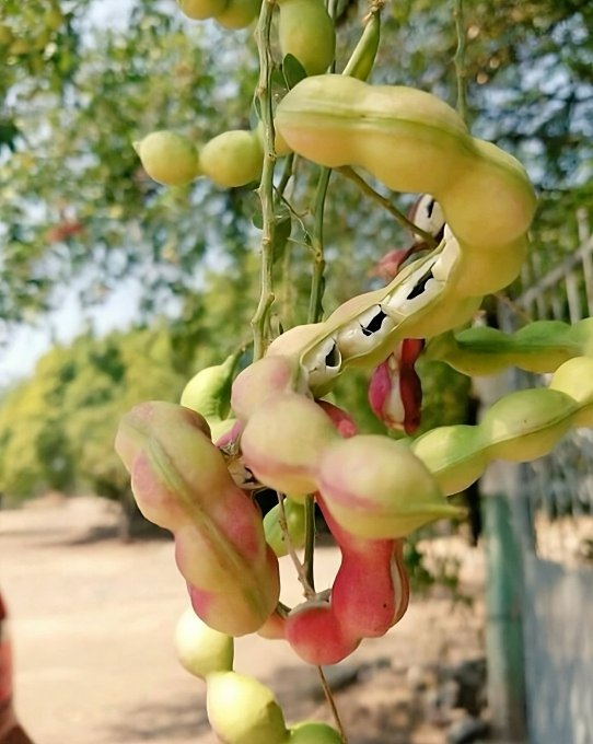 12 unique and extremely rare fruits in India 1. Jungi Jalebi (Camachile ...