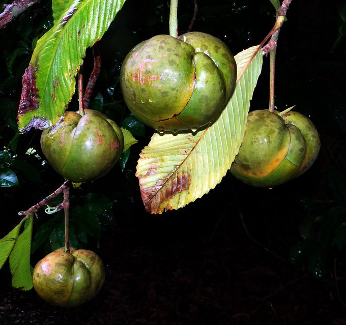12 unique and extremely rare fruits in India 1. Jungi Jalebi (Camachile ...
