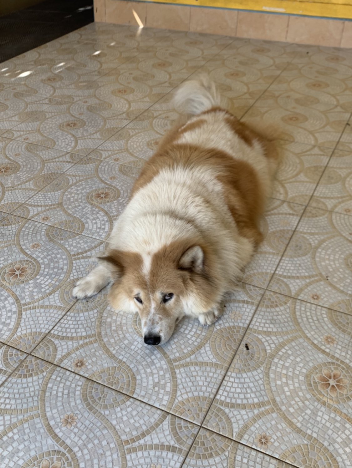 D O G G O going to Fursquare/Furget 2023 on Twitter: "@PukaPukann My bangkeaw doggo, and my sona ...