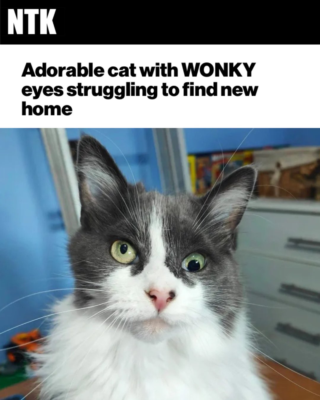 Need To Know on Twitter: "An adorable cat with WONKY eyes is struggling to find a new home ...