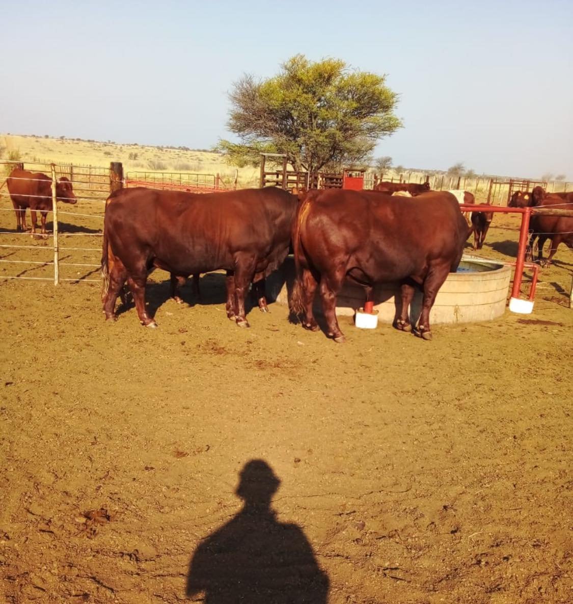 Best Practices for Cattle Pen Fattening. A thread... Today, we delve ...