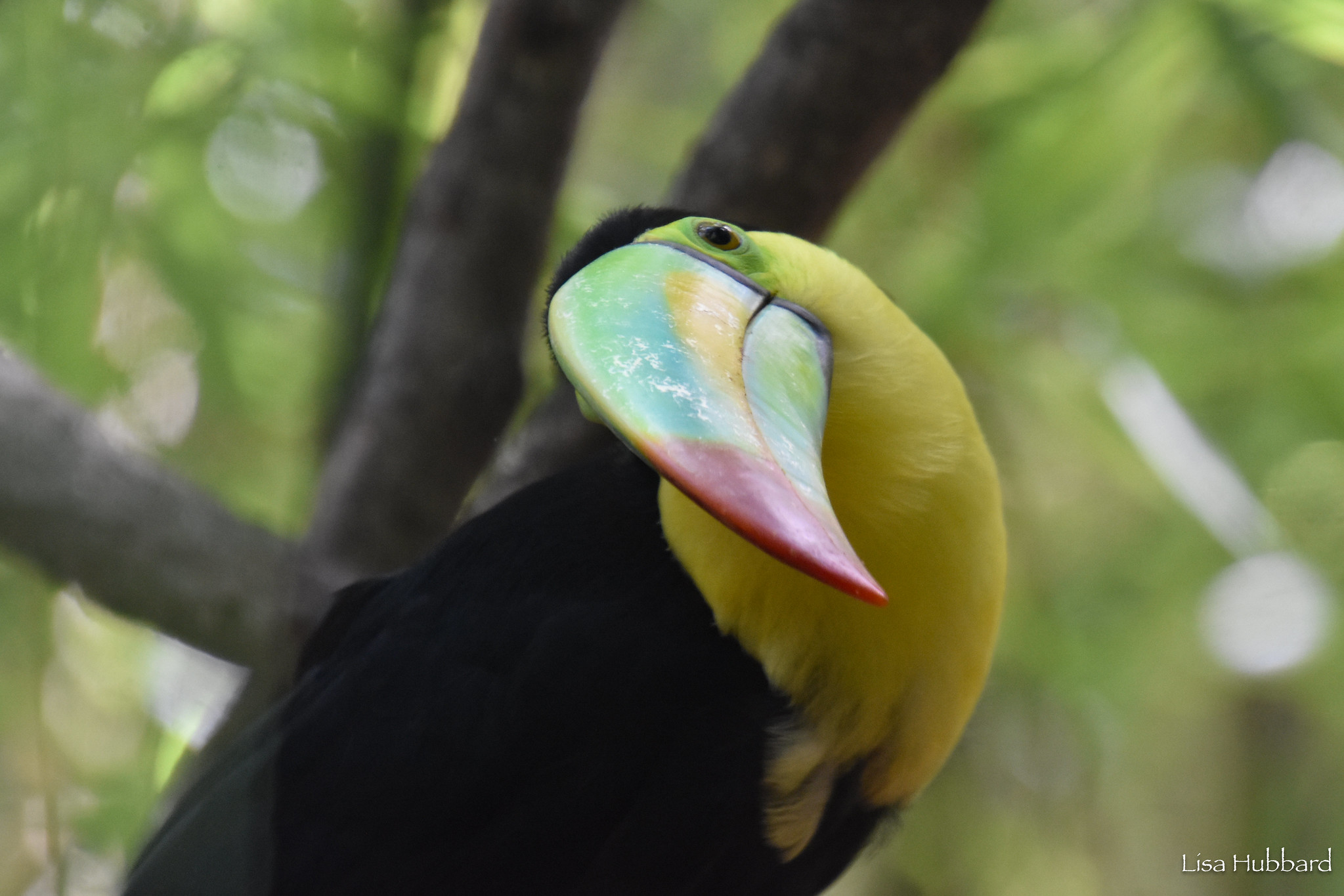 Cincinnati Zoo on Twitter: "Check out the new pair of keel-billed ...