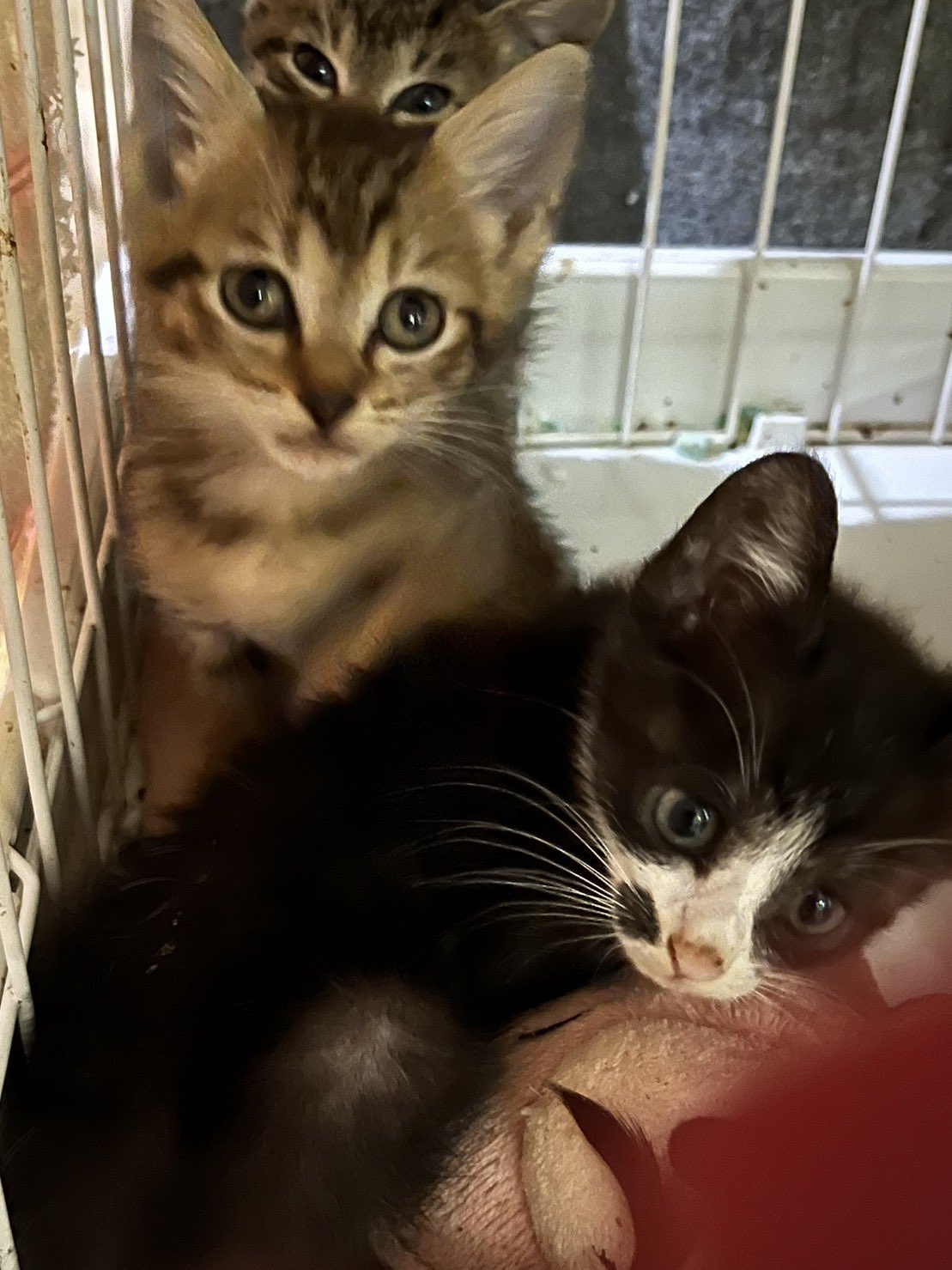 hinatabocco.k on Twitter: "おはようございます😸 https://t.co/rtI8PNw5ht" / Twitter