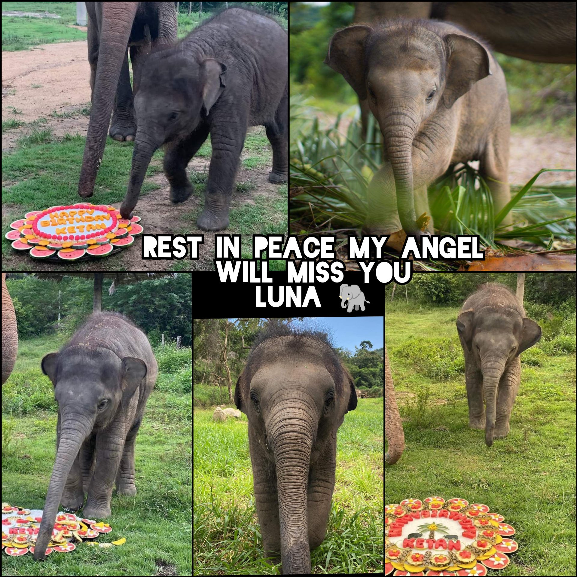 Elephant Love Meme