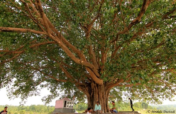 What is the significance of Peepal tree in Hinduism? #SanatanaDharma # ...