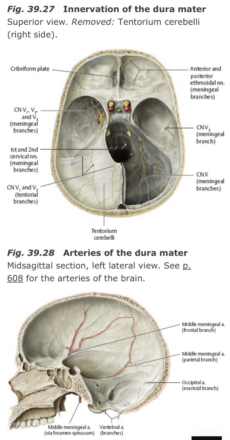 Dural Nerve Supply