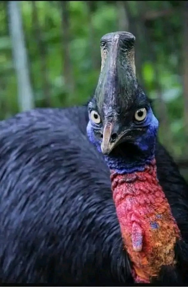 The Most Dangerous Bird in the World A cassowary is one bird that can ...