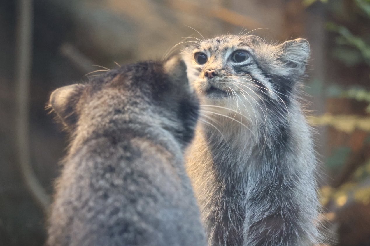 amie ｱﾐｨ on Twitter: "アズちゃん 2023.07.02📷 優勢からの #神戸どうぶつ王国 #マヌルネコ #manul #Манул #Pallascat https ...