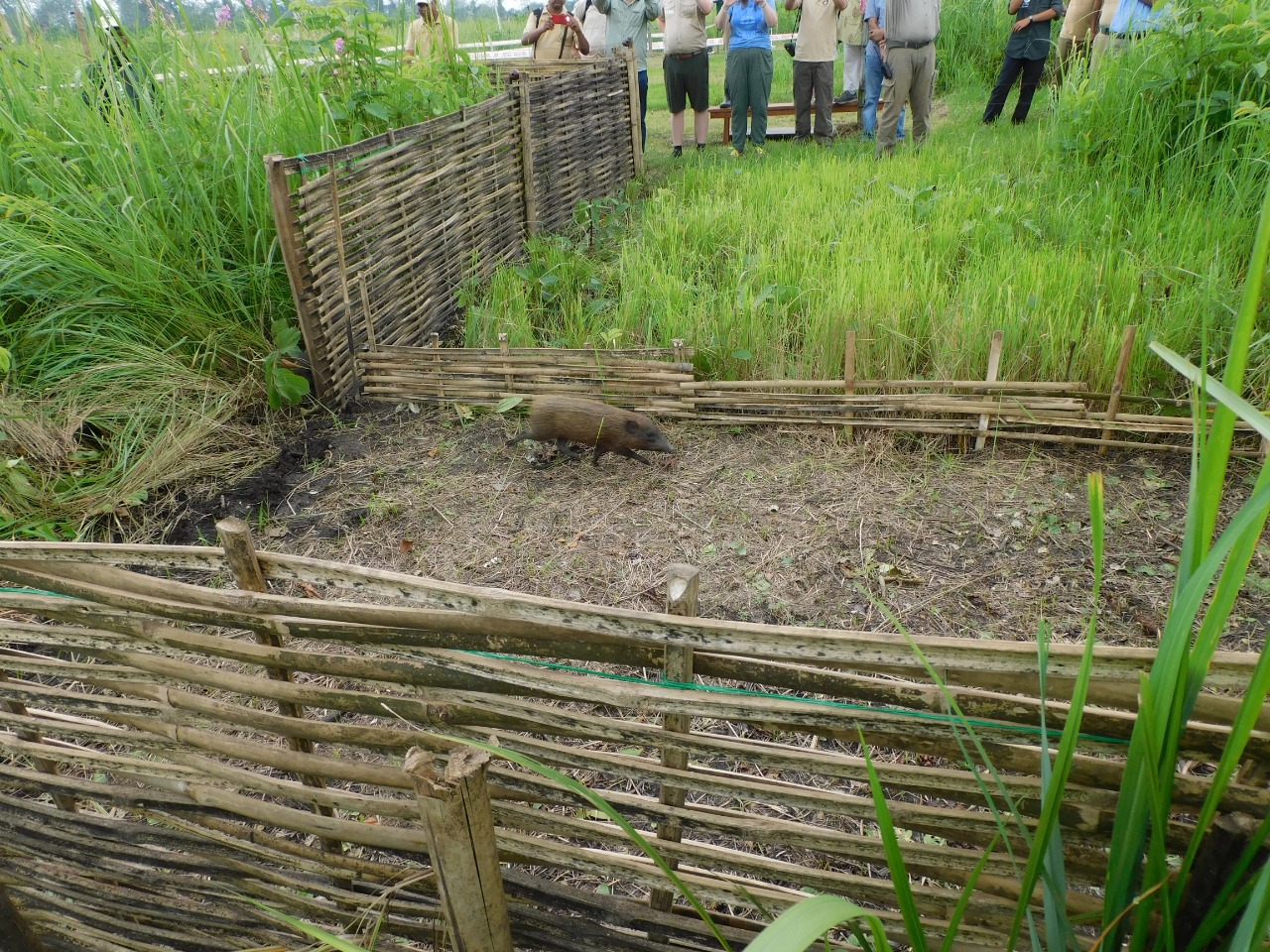 Manas Tiger Reserve on Twitter: "Manas is an identified site for Pygmy Hog supplementation...a ...