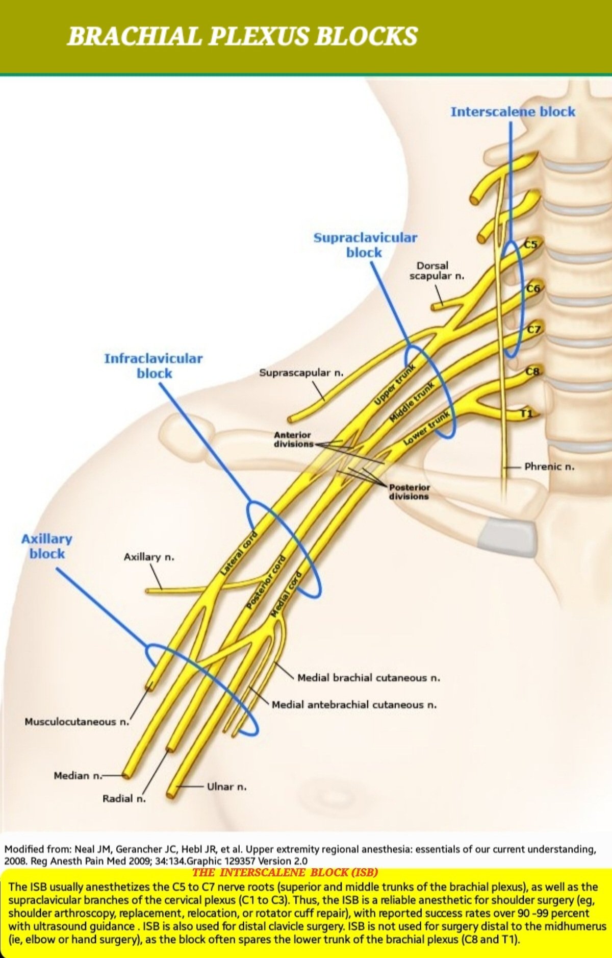 Dr.OMID BANDARCHI ,M.D. on Twitter: "Great figure👏Before dig into blocks, remember👇: Brachial ...