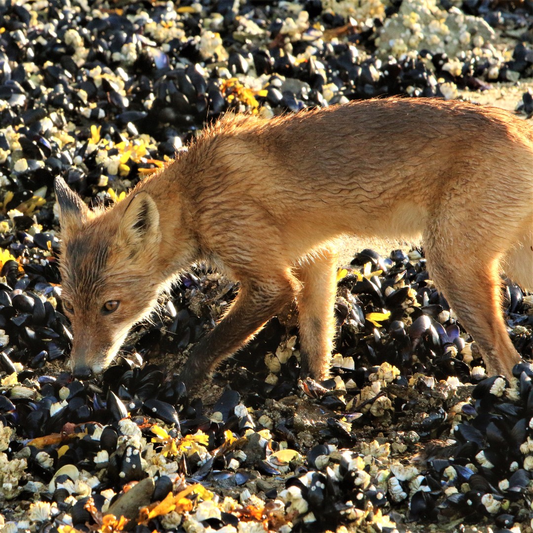 Katmai National Park on Twitter: "🦊Fridays are for Fantastic Foxes🦊 The Red Fox, Vulpes vulpes ...