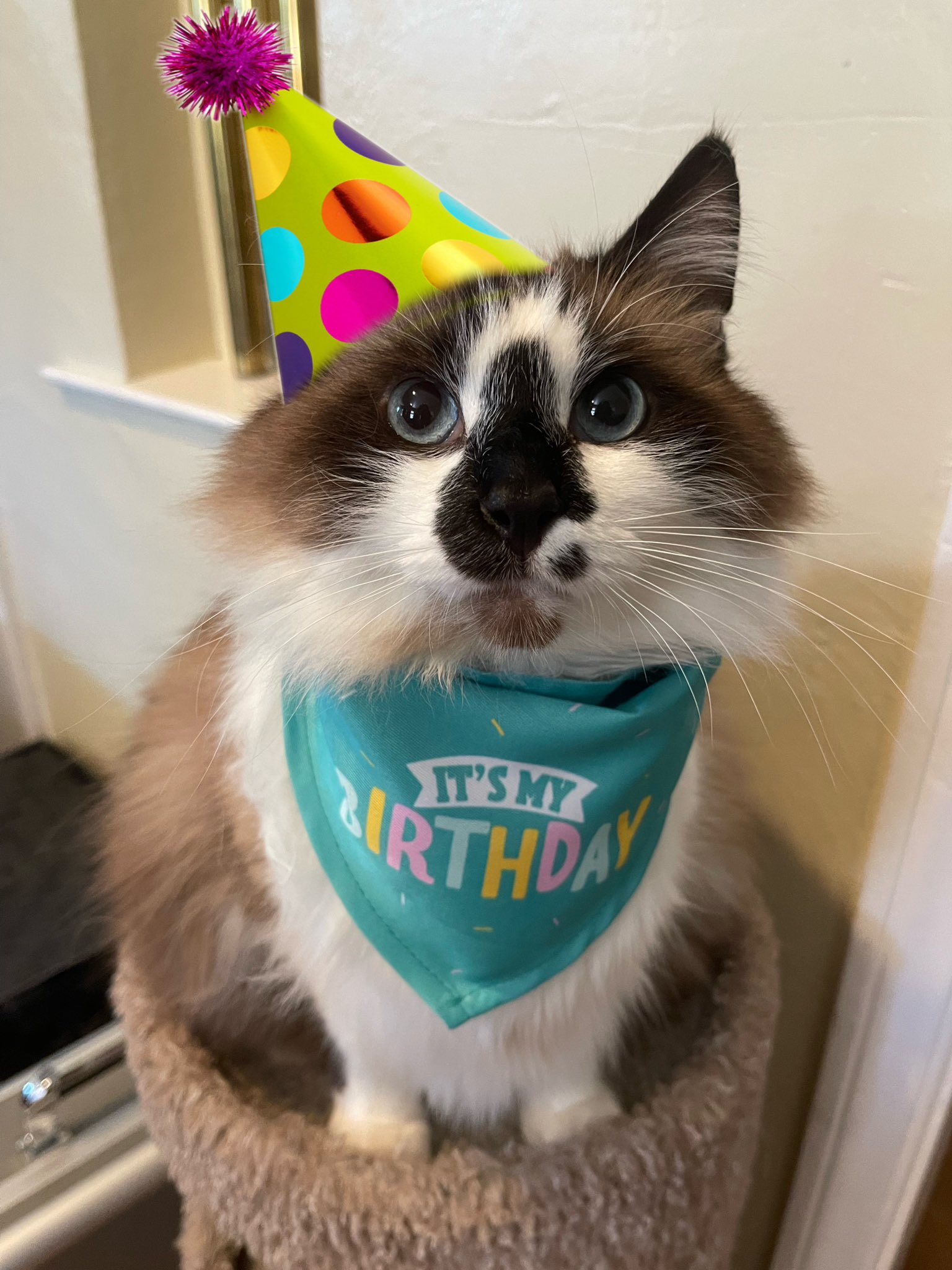 Grumpy Cat Birthday Meme