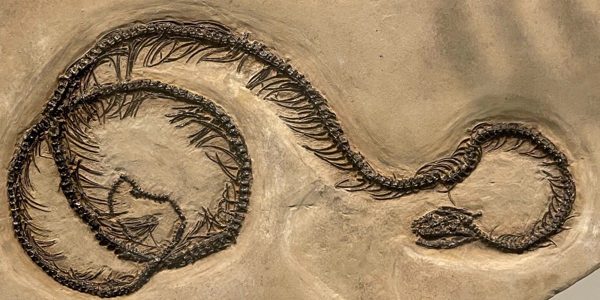 Snake Fossils