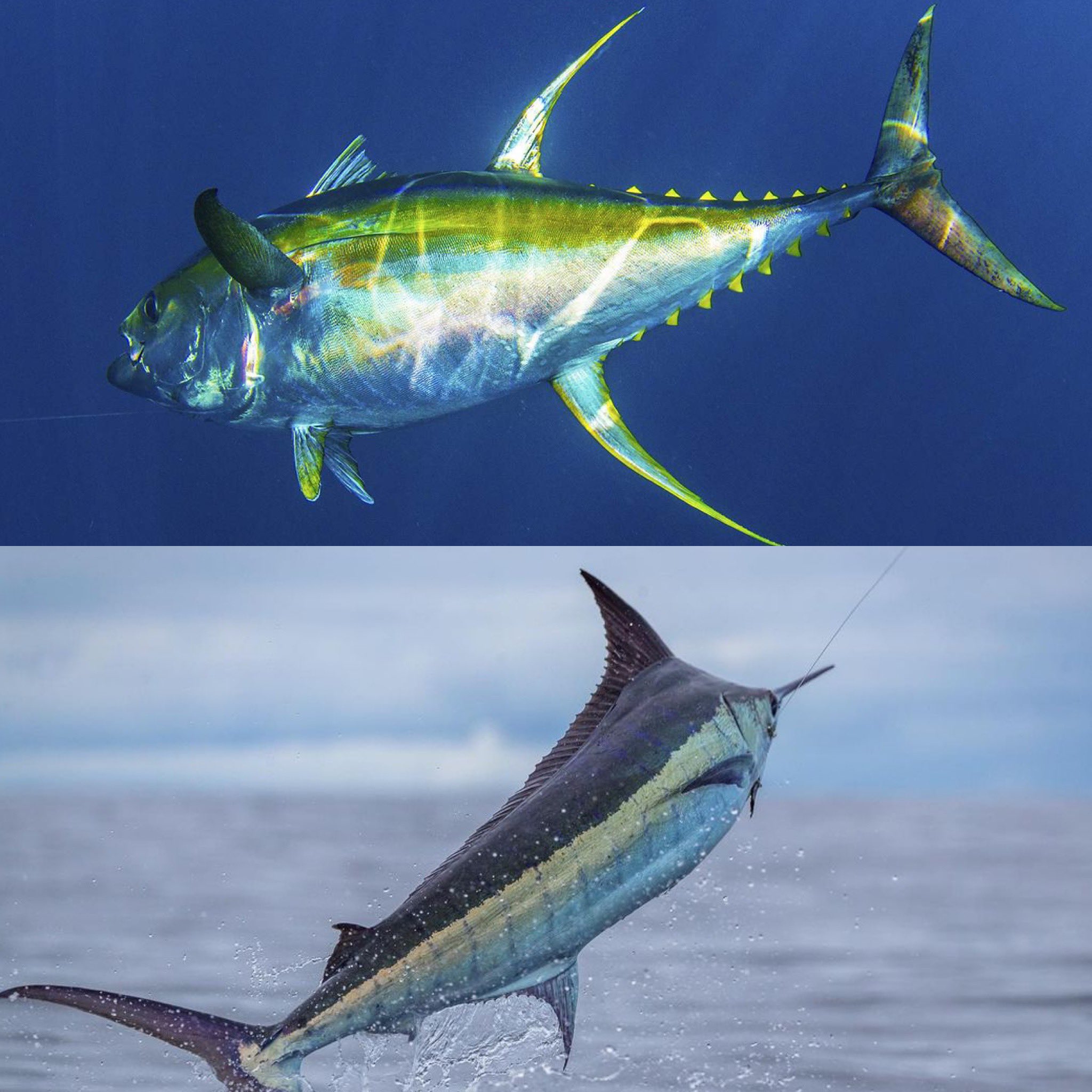 Yellowfin Tuna Jumping