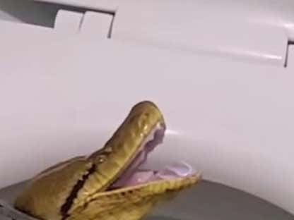 Barstool Sports on Twitter: "How Could You Ever Go To The Bathroom Again After Finding A 12 Foot ...