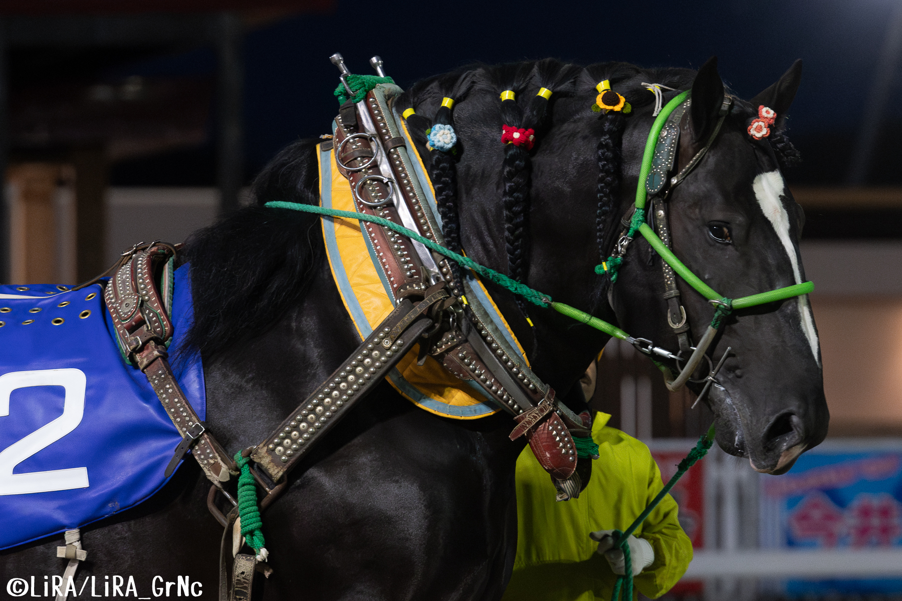 リラ on Twitter: "ホクショウカップ（村上章騎手） たてがみにお花の飾り。短い夏がやってきた🌻 （2023.7.3 11Rパドック） #ばんえい #ばんえい競馬 #ホクショウカップ ...
