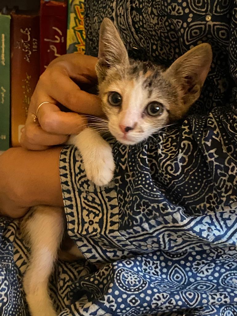 Nousheen Zaidi on Twitter: "Meet Kaju (Kaju Katli). This adorable kitty bounced back from broken ...