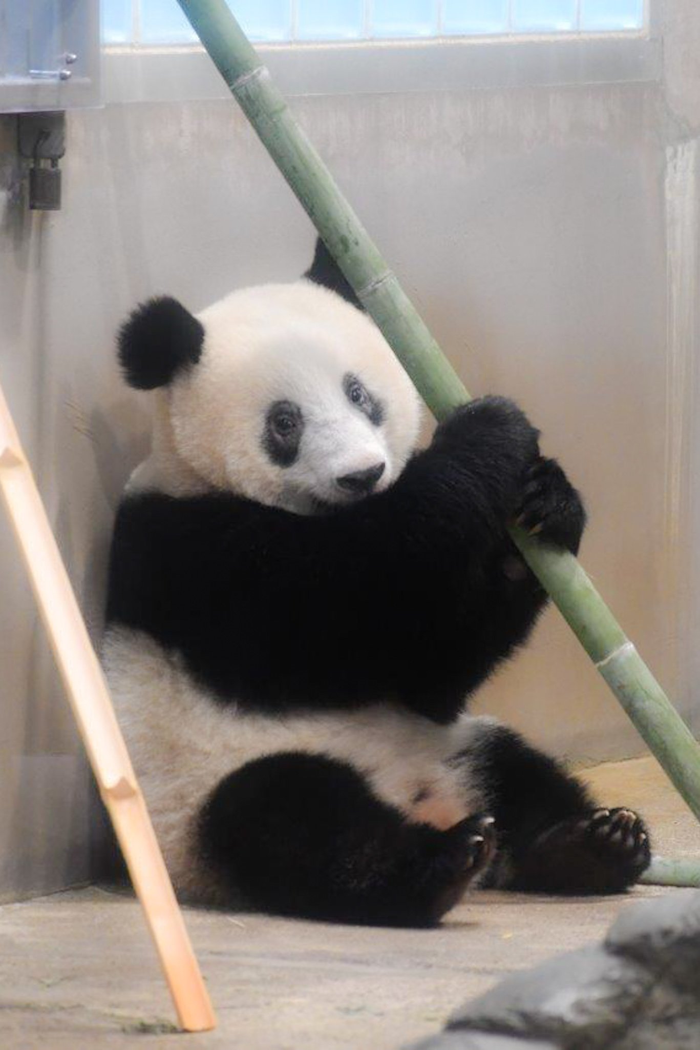 toraco on Twitter: "シャンちゃん🍎おはよう #シャンシャン #香香 #xiangxiang #ジャイアントパンダ #giantpanda https://t.co ...