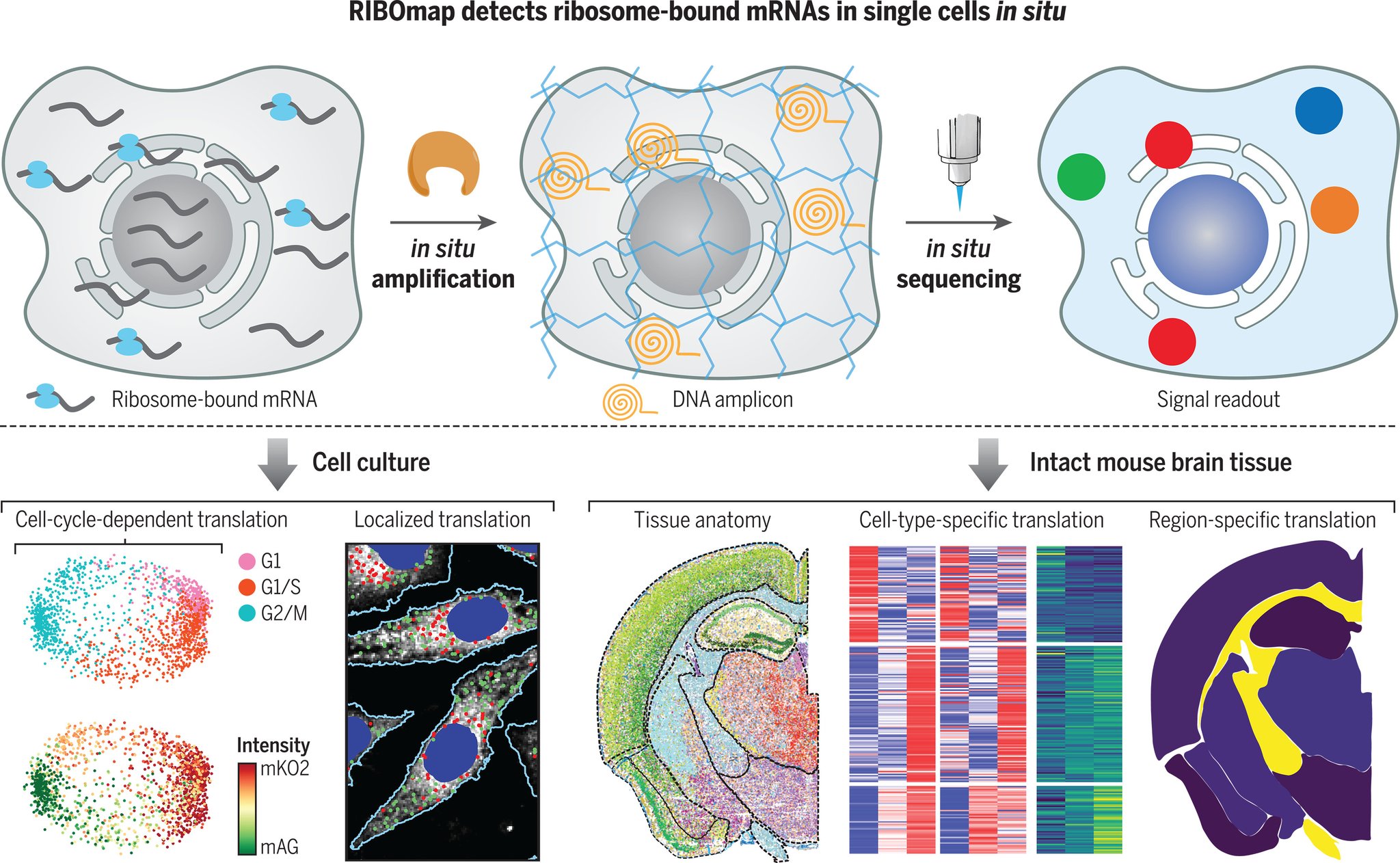 Science Magazine on Twitter: "Meet RIBOmap. The new method enables single-cell in situ profiling ...