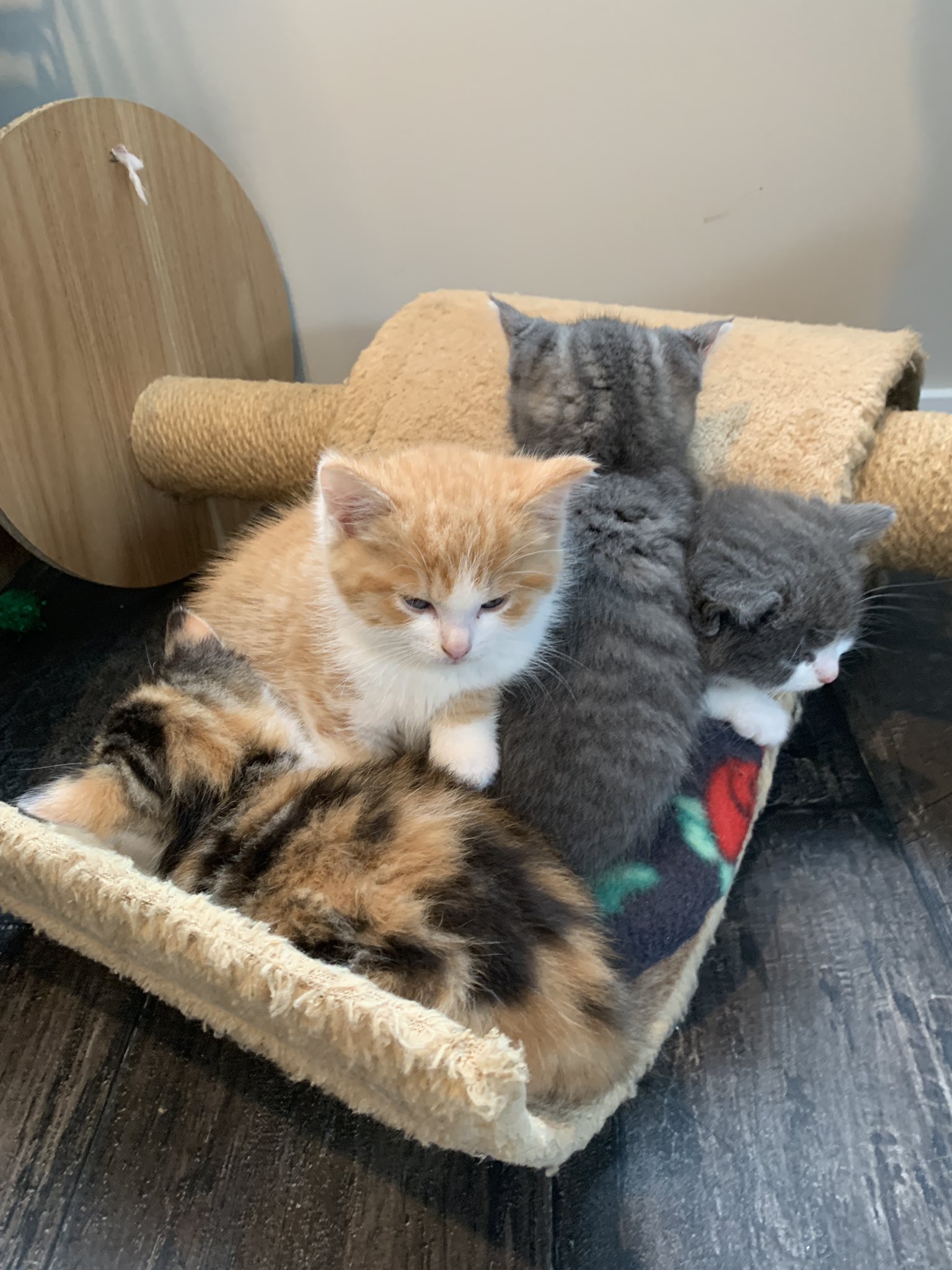 Bex on Twitter: "Kitten pile for your timeline 🪄 https://t.co/PvSLuOTt2f" / Twitter