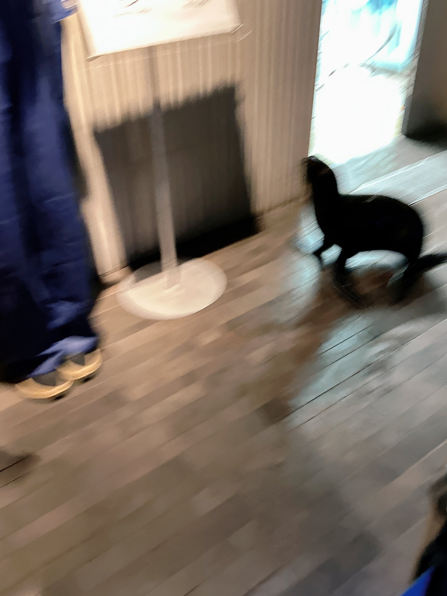 りんごみつき🍎 ringo_mitsuki on Twitter: "これは脱走するアシカ🦭 https://t.co/NXJ72nDbJJ" / Twitter