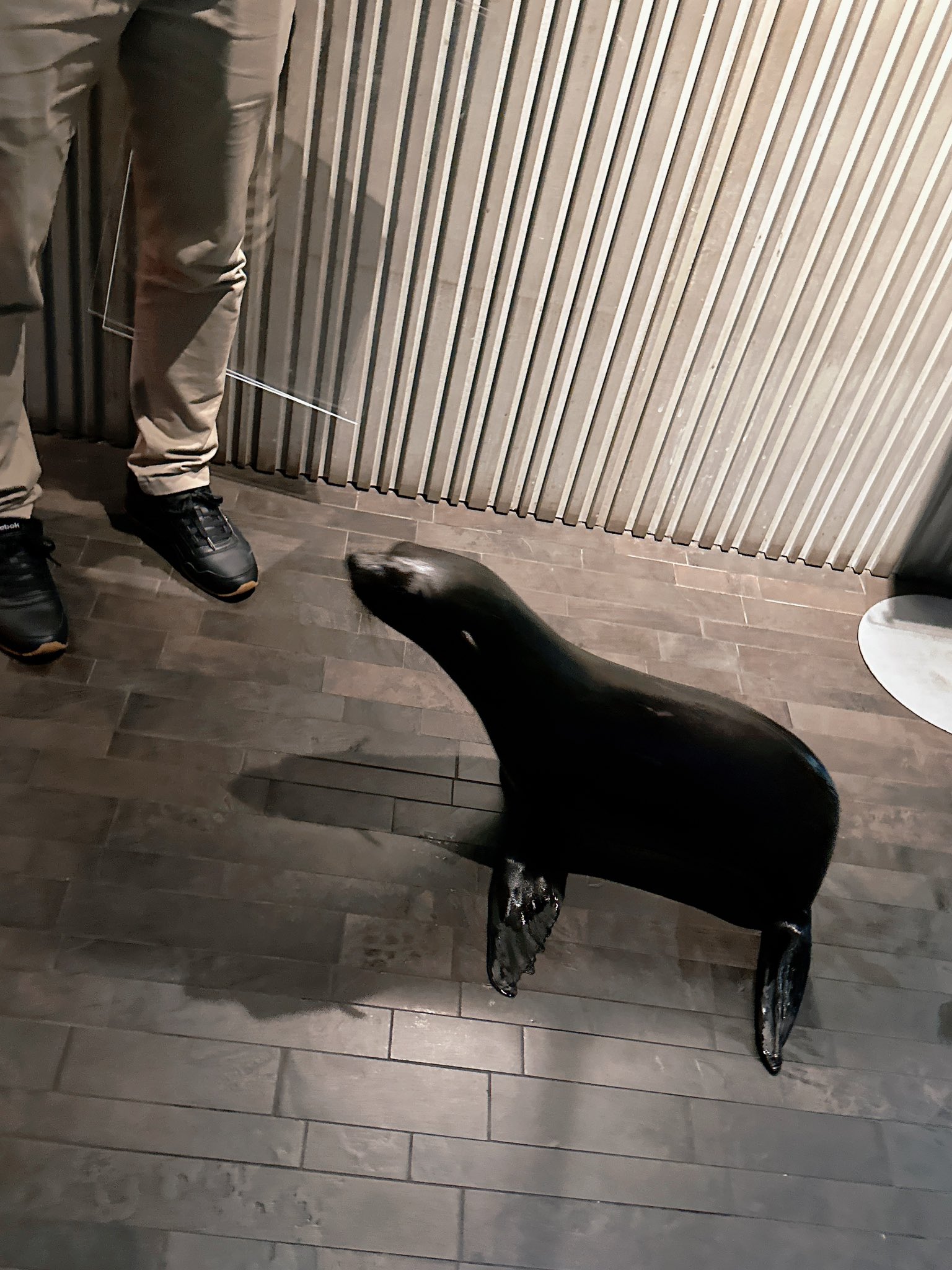 りんごみつき🍎 ringo_mitsuki on Twitter: "うそ。トレーニング中だった。かわいいねかわいいね https://t.co/LuY6XrwD30" / Twitter