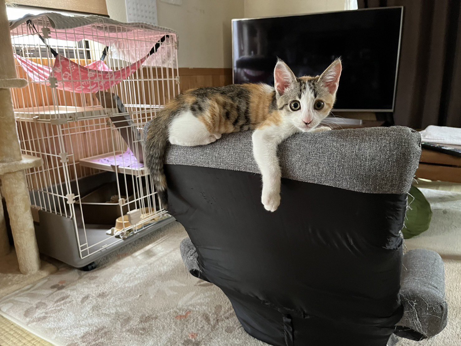 hinatabocco.k on Twitter: "あさりちゃん💕元気そうでうれしい😂 https://t.co/2YQJO7zlgJ" / Twitter