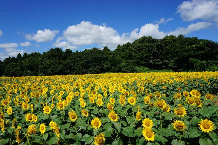 RETRIP＜公式＞ on Twitter: "週末は、君と2人で旅に出たい。日本全国の“季節限定”絶景デートカレンダー ️ https://t.co/VSa85cl113 https://t ...